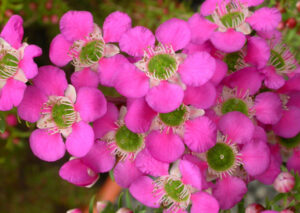 Leptospermum 'Pageant' - Natives R Us Plant Nursery In Traveston