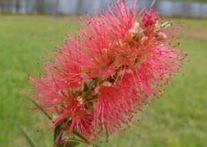 Callistemon Rose Opal - Natives R Us Plant Nursery In Traveston