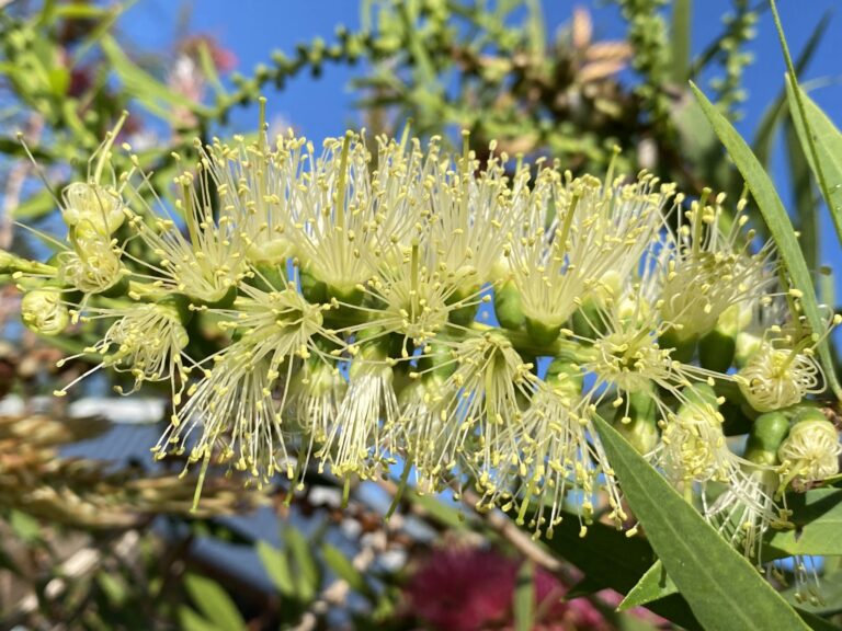 Callistemon Wilderness White - Natives R Us Plant Nursery In Traveston