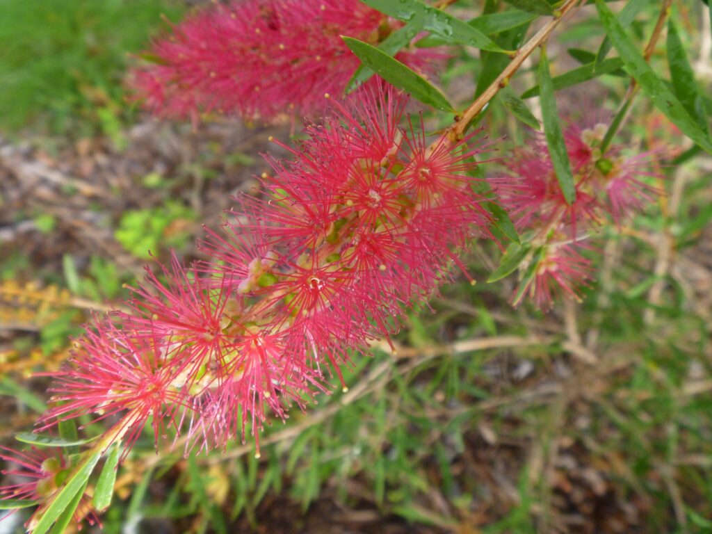 Callistemon Candy Pink - Natives R Us Plant Nursery In Traveston