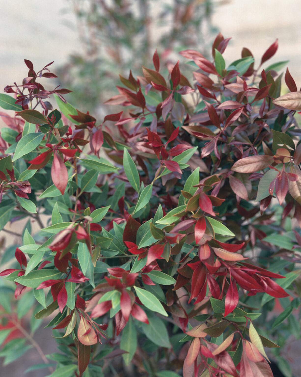 Acmena Smithii 'Forest Flame' - Natives R Us Plant Nursery In Traveston