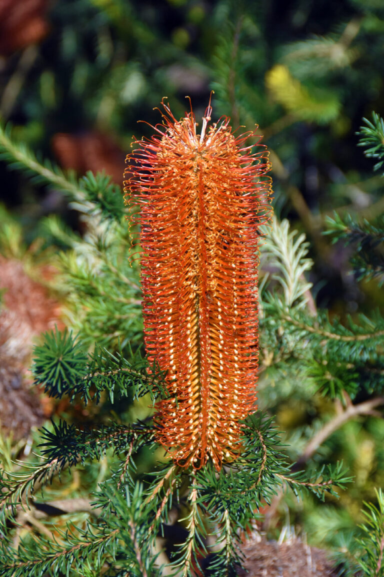 Banksia Ericifolia - Natives R Us Plant Nursery In Traveston