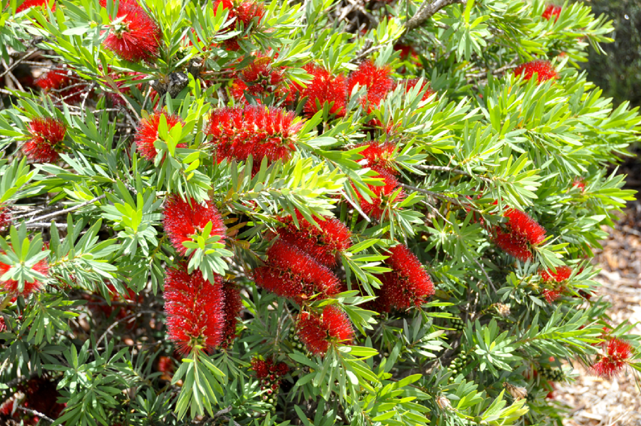 Callistemon Captain Cook - Natives R Us Plant Nursery In Traveston