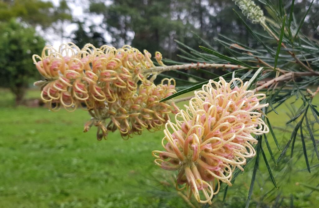 Grevillea Caloundra Gem - Natives R Us Plant Nursery In Traveston