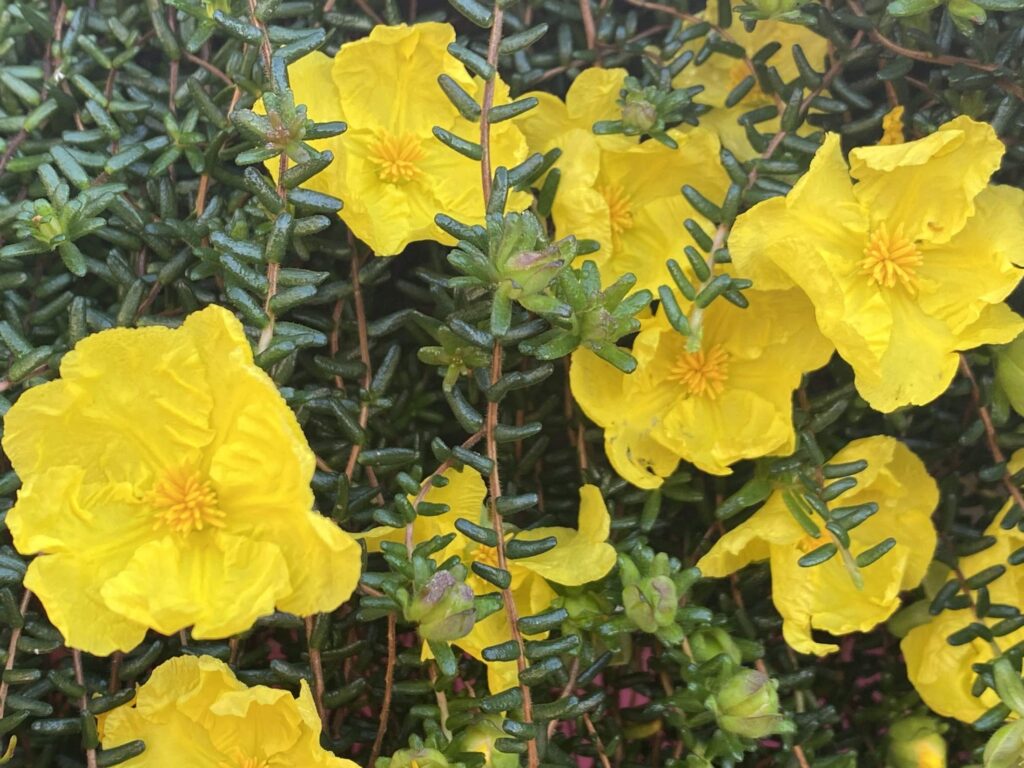 Hibbertia Serpyllifolia - Natives R Us Plant Nursery In Traveston