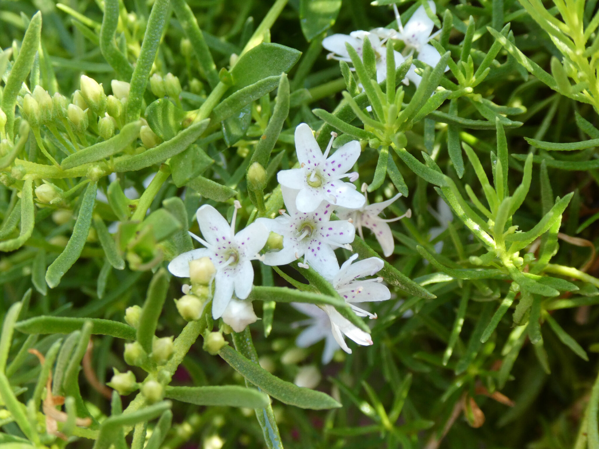 Myoporum Parvifolium Fine Leaf White - Natives R Us Plant Nursery In ...