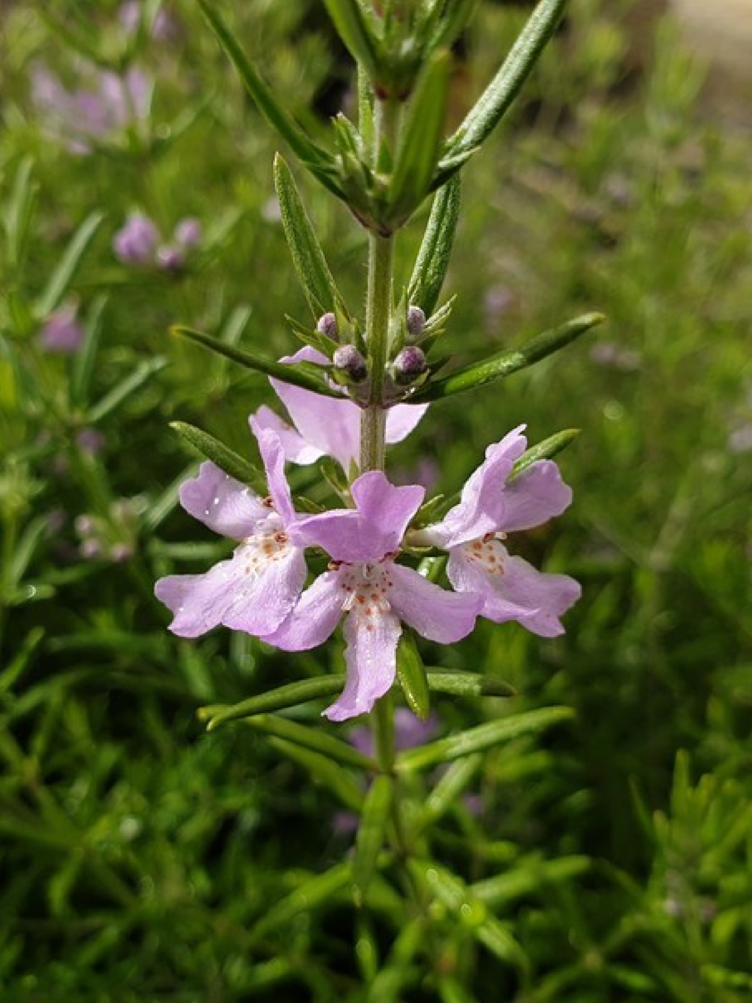 Westringia Fruiticosa 'Wynyabbie Gem' - Natives R Us Plant Nursery In ...