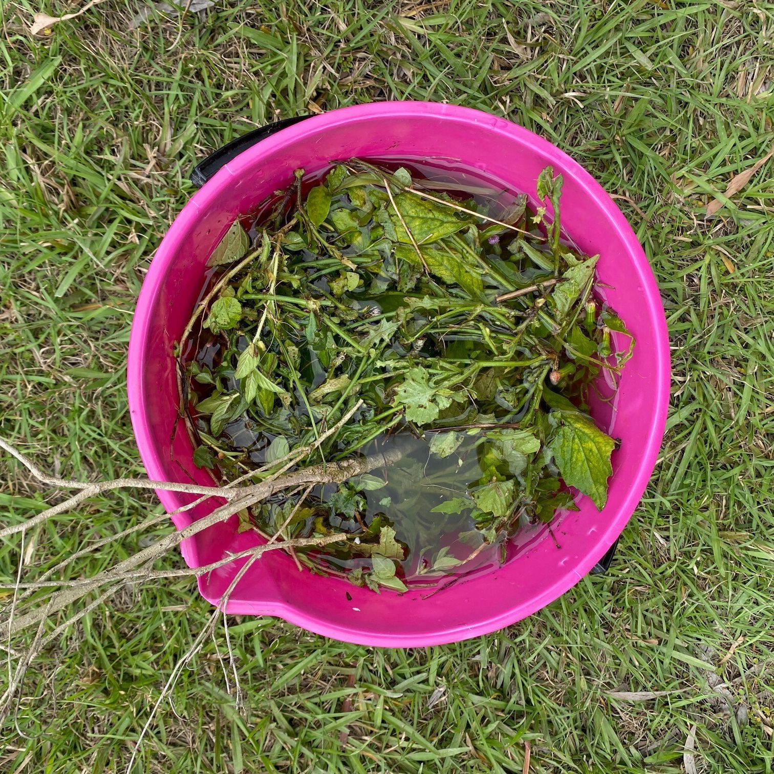 How To Make Your Own Fertiliser With Natives R Us Traveston